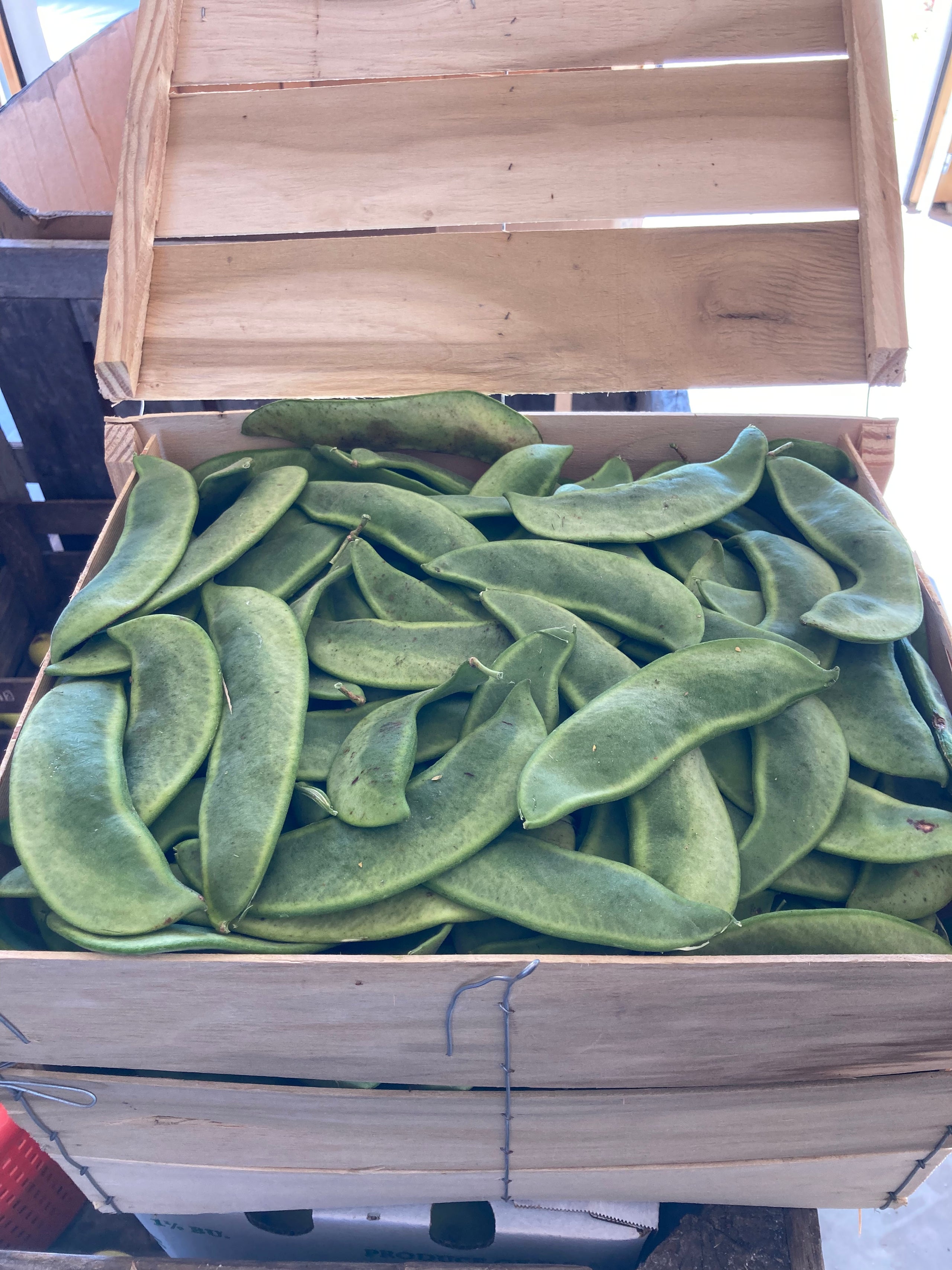 Lima Bean Seed- packet of 50 | Redemption Farms